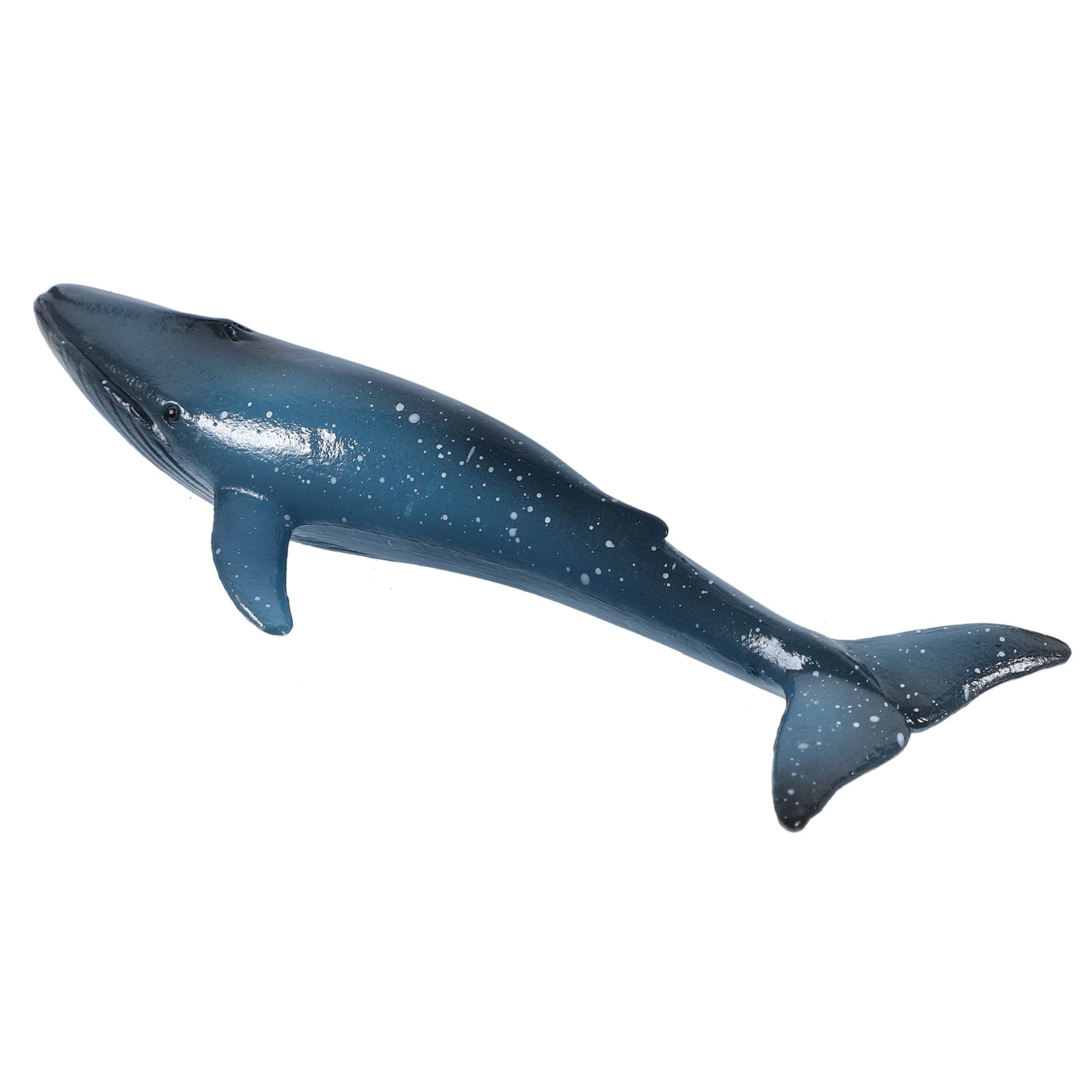 A Small Blue Whale