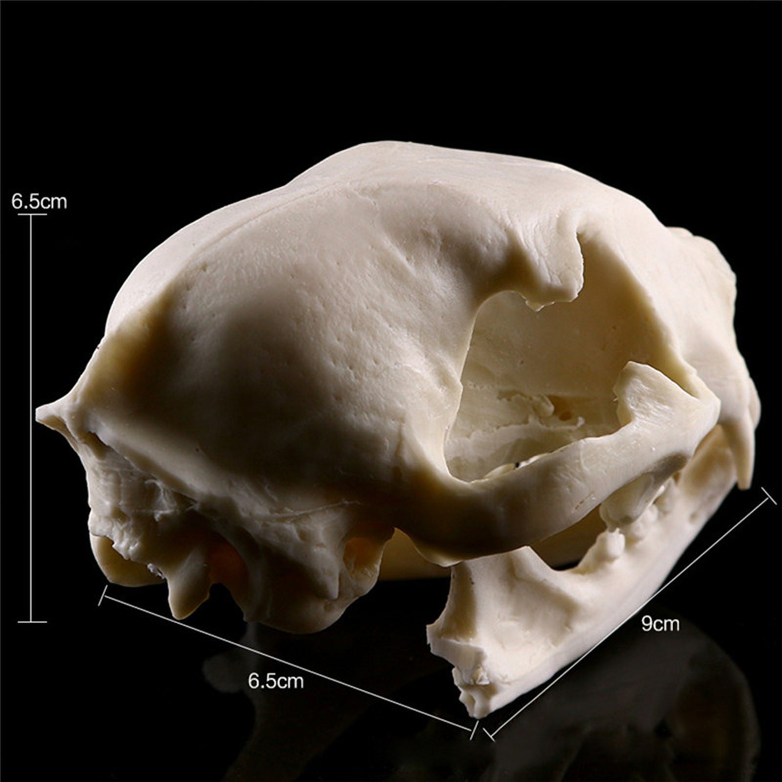 Realistic Cat Skull Resin Model Replica Decorative Unique Gifts ...