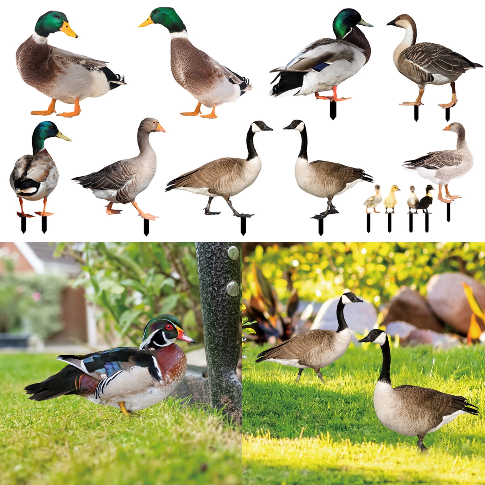 Realistic Double-Sided Printing Duck Decor – Life-Like Ornamental ...