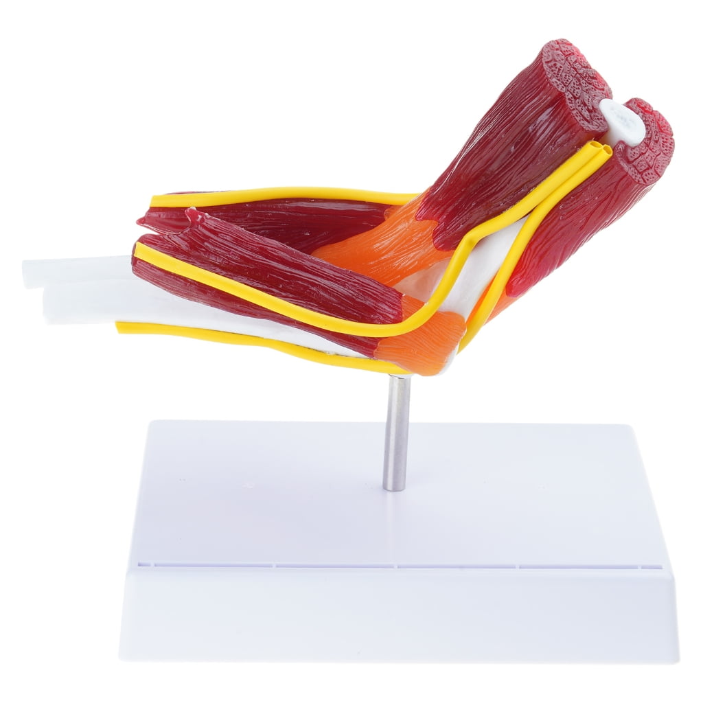 Realistic Elbow Joint Muscles With Muscles Nerves Details for Clinical ...