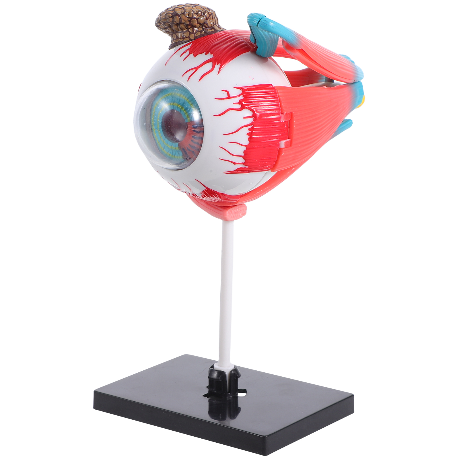 Realistic Eye Model For Science Learning Human Anatomy Educational Toy ...