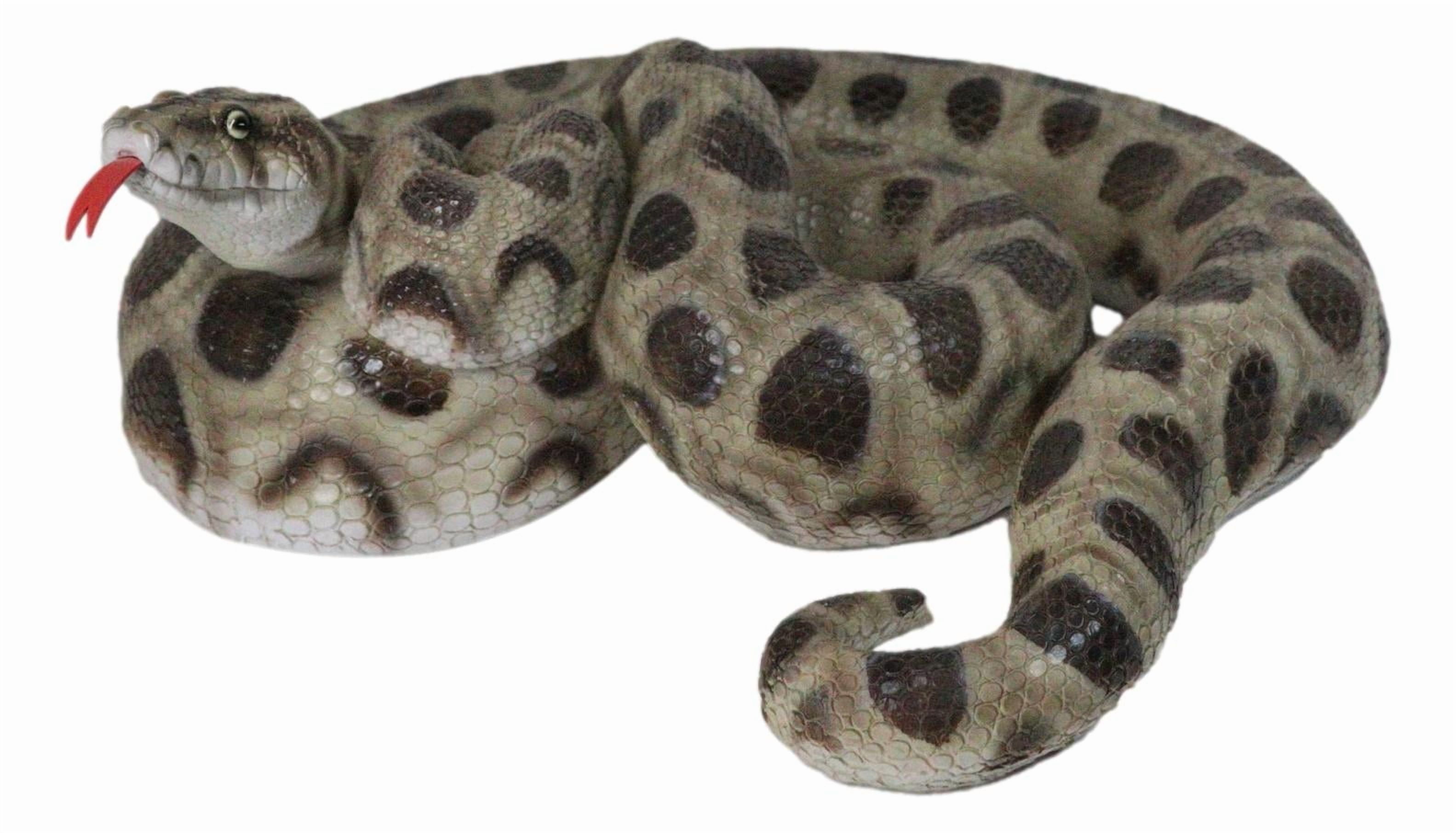 Realistic Ferocious Coiled Boa Snake Hand Painted Taxidermy Statue 17"L ...