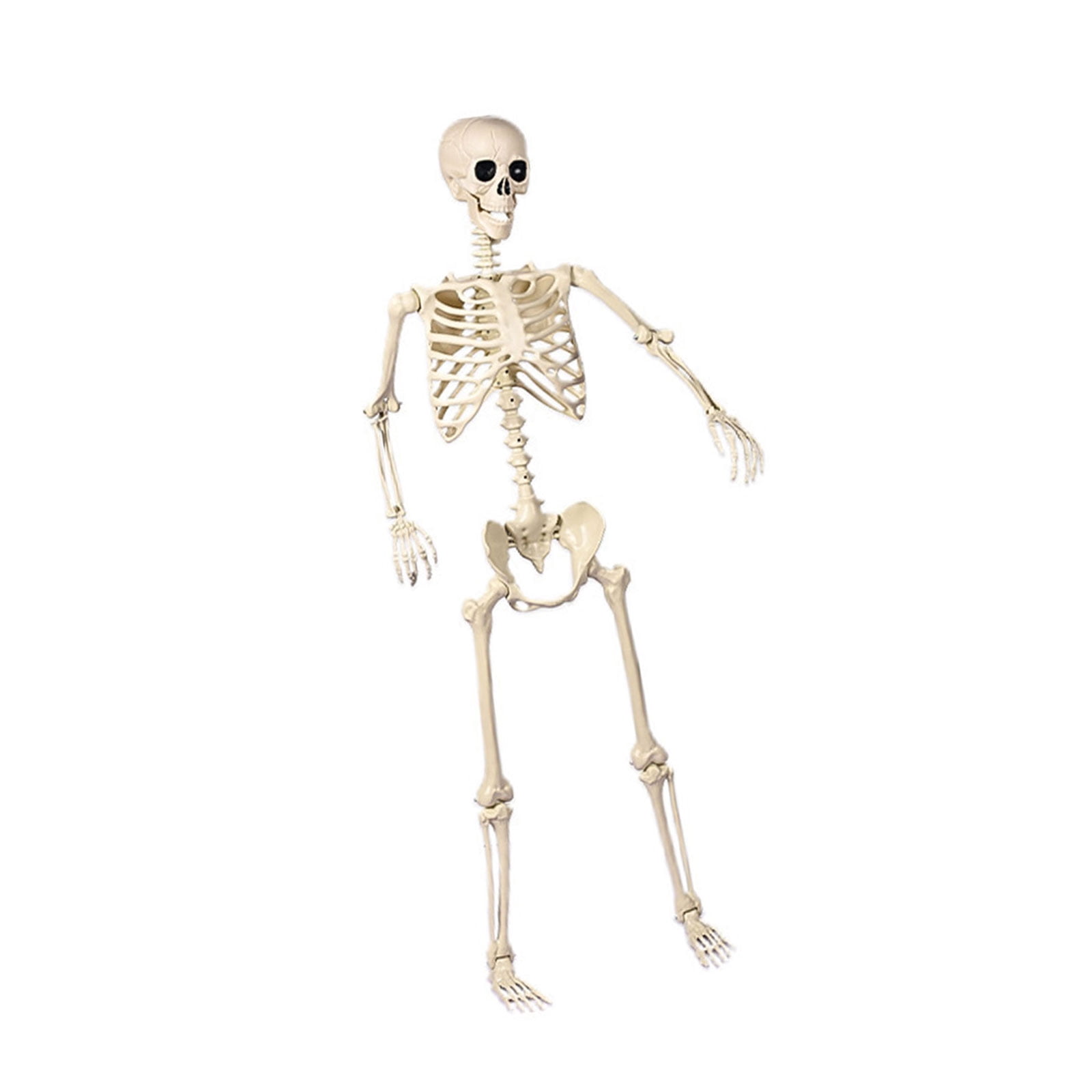 Realistic Full-Body Bone Prop, Adjustable Limbs for Eerie Graveyard ...