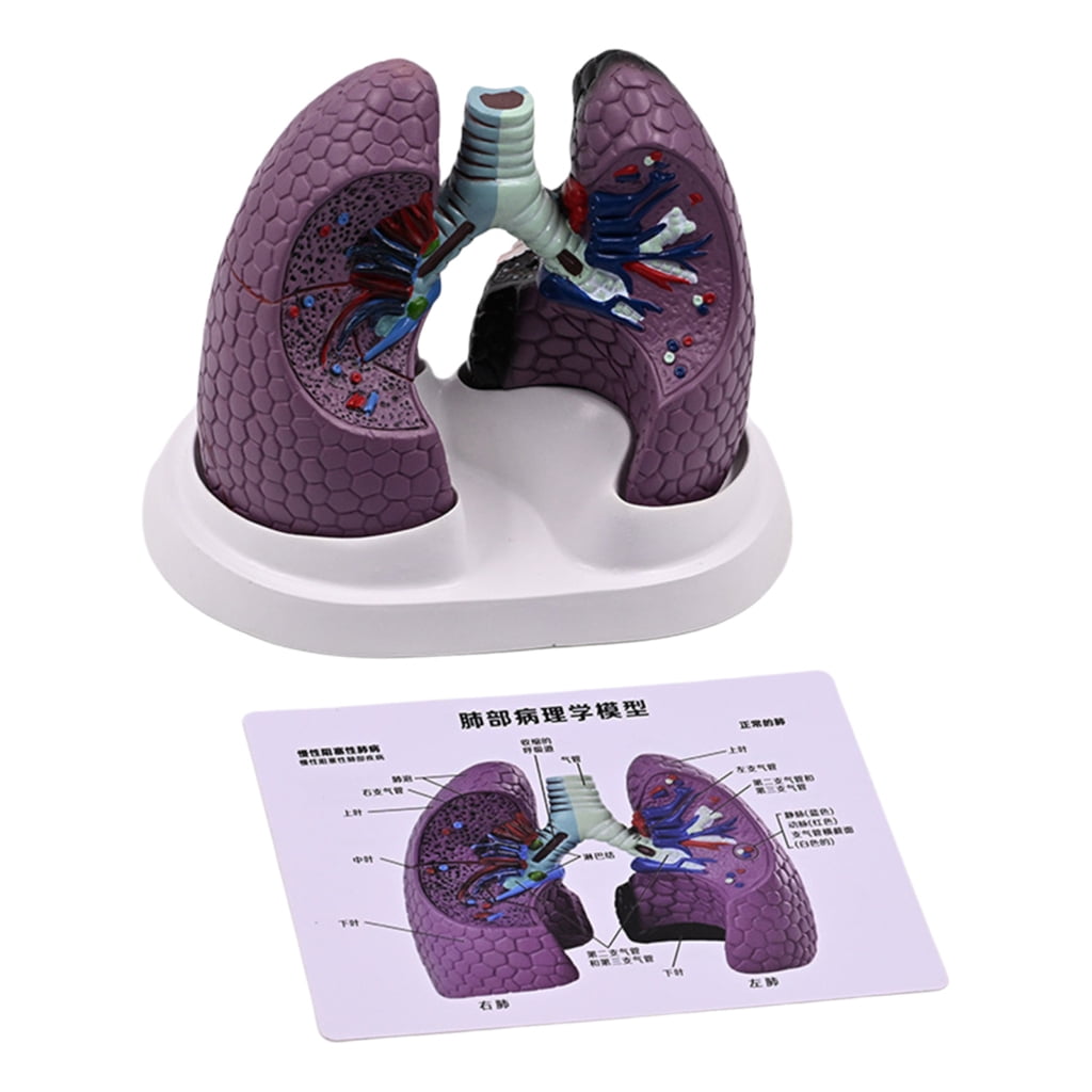 Realistic Human Lung Anatomy Model Anatomical Lung Model Teaching Tool ...