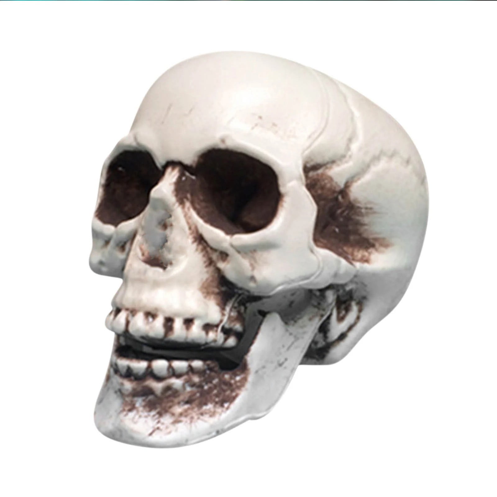 Realistic Human Skull Model Halloween Prop,Life Size Resin Skeleton ...