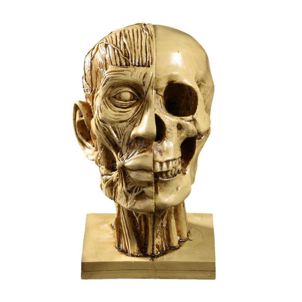 Realistic Human Skull Resin Model Medical Teaching - Walmart.com