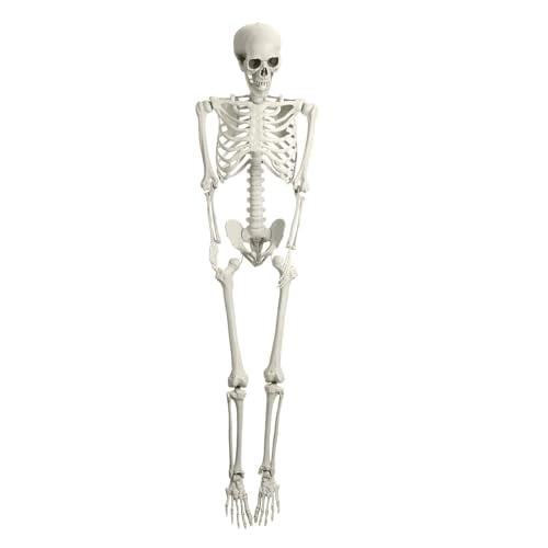 Realistic Life-Size Skeleton Prop 5.4FT (170cm) Movable Joints Poseable ...
