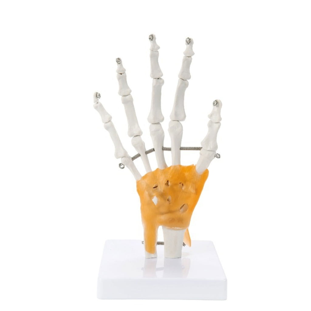 Realistic Movable Hand Skeleton Model For Medicals Students Anatomy ...