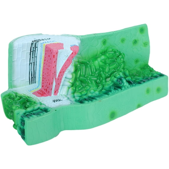Realistic PVC Plant Anatomy Model Detailed Biology Teaching Tool for ...