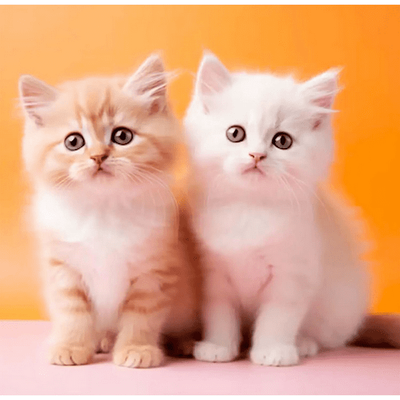 Realistic Robot Cat, Electric Plush Kitten – My Simulated Robot Cat ...