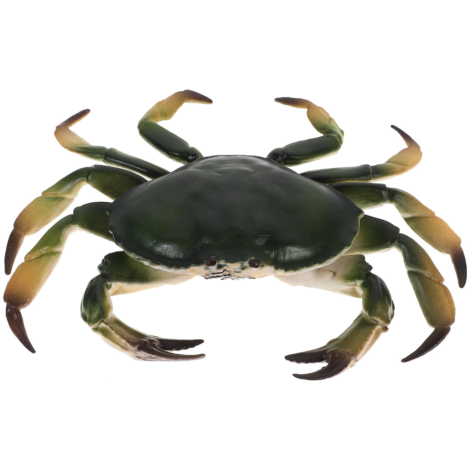 Realistic Simulation Crab Model Educational Plastic Simulated Crab ...