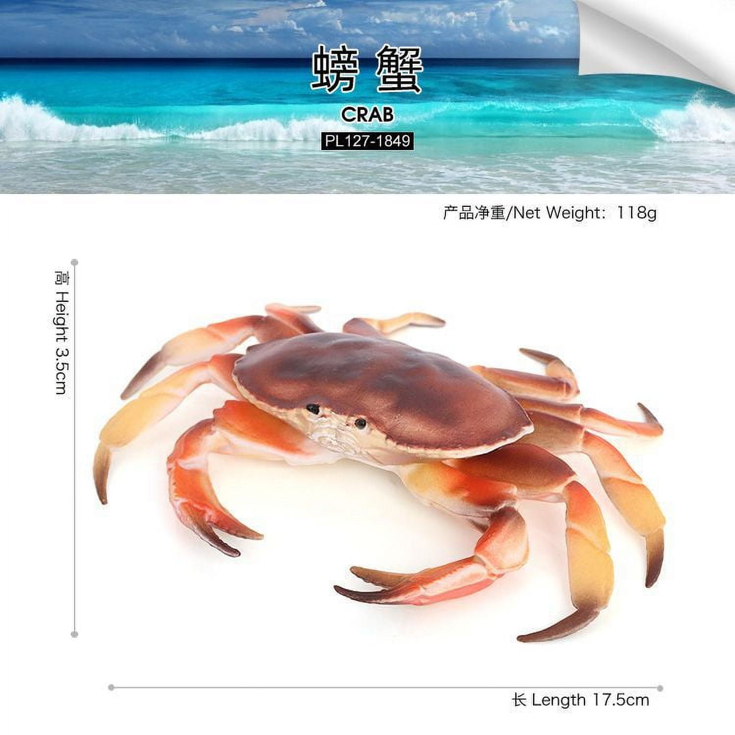 Realistic Simulation Crab Model Educational Plastic Simulated Crab ...