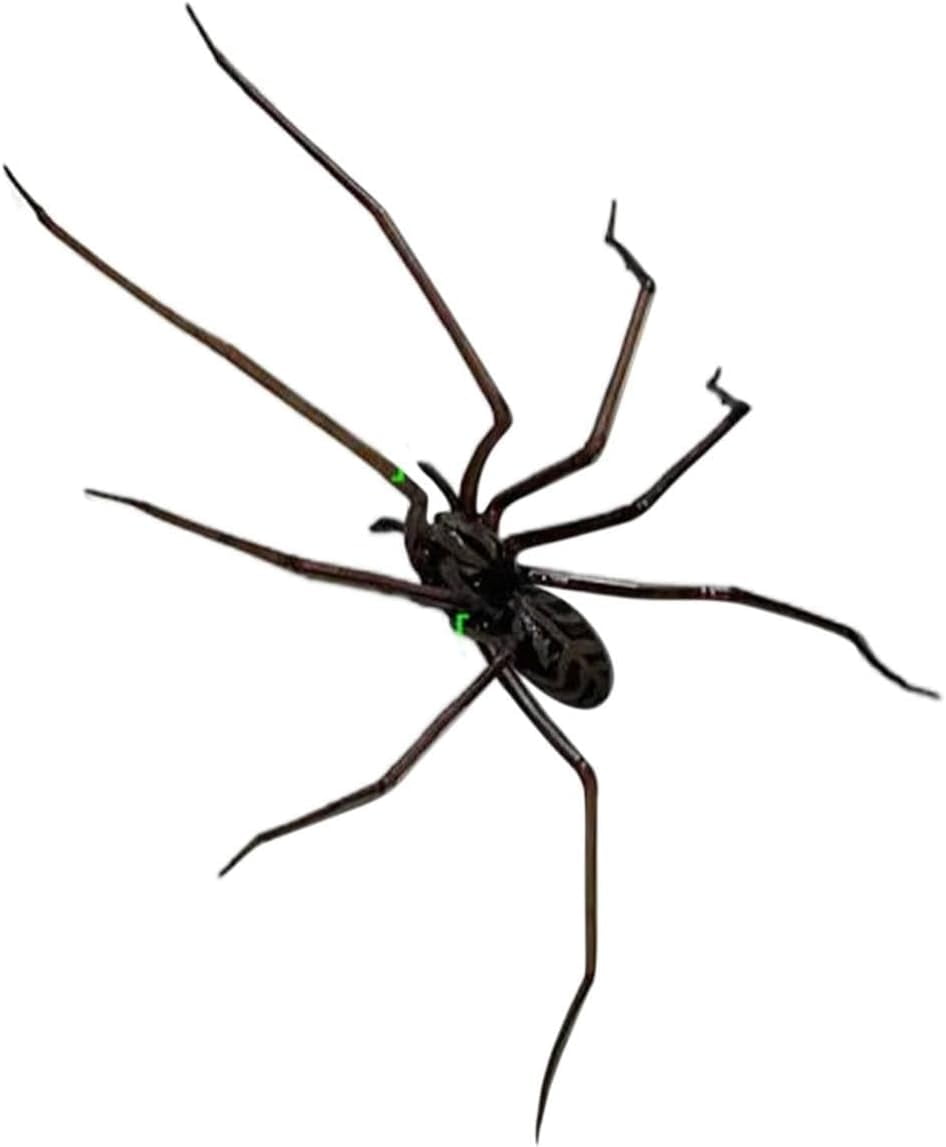 Realistic Spider 3D Fridge Magnet,3D Spider Fridge Magnet,Realistic ...