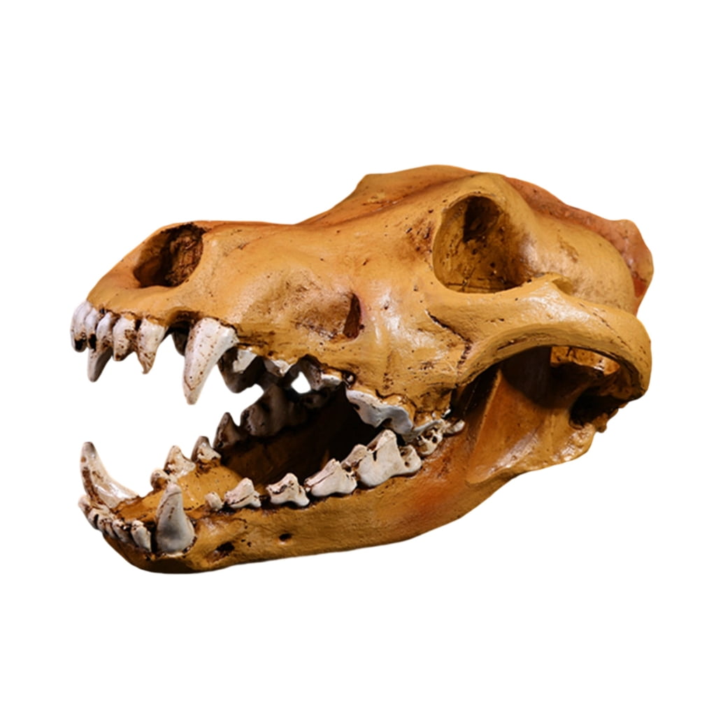 Realistic Wolf Skull Skeleton Resins Model Replicas for Home Decors ...