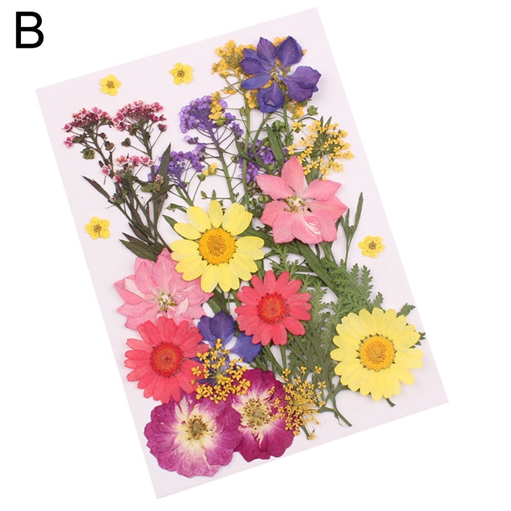 Realyc Pressed Mixed Organic Natural Dried Flowers DIY Art Handicraft ...