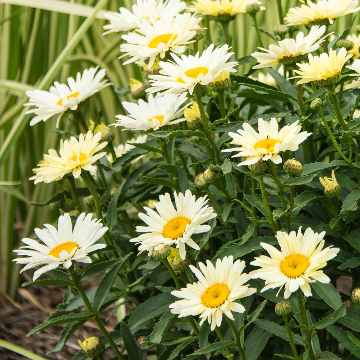Rebecca Shasta Daisy Flowering Dormant Bare Root Perennial Starter ...