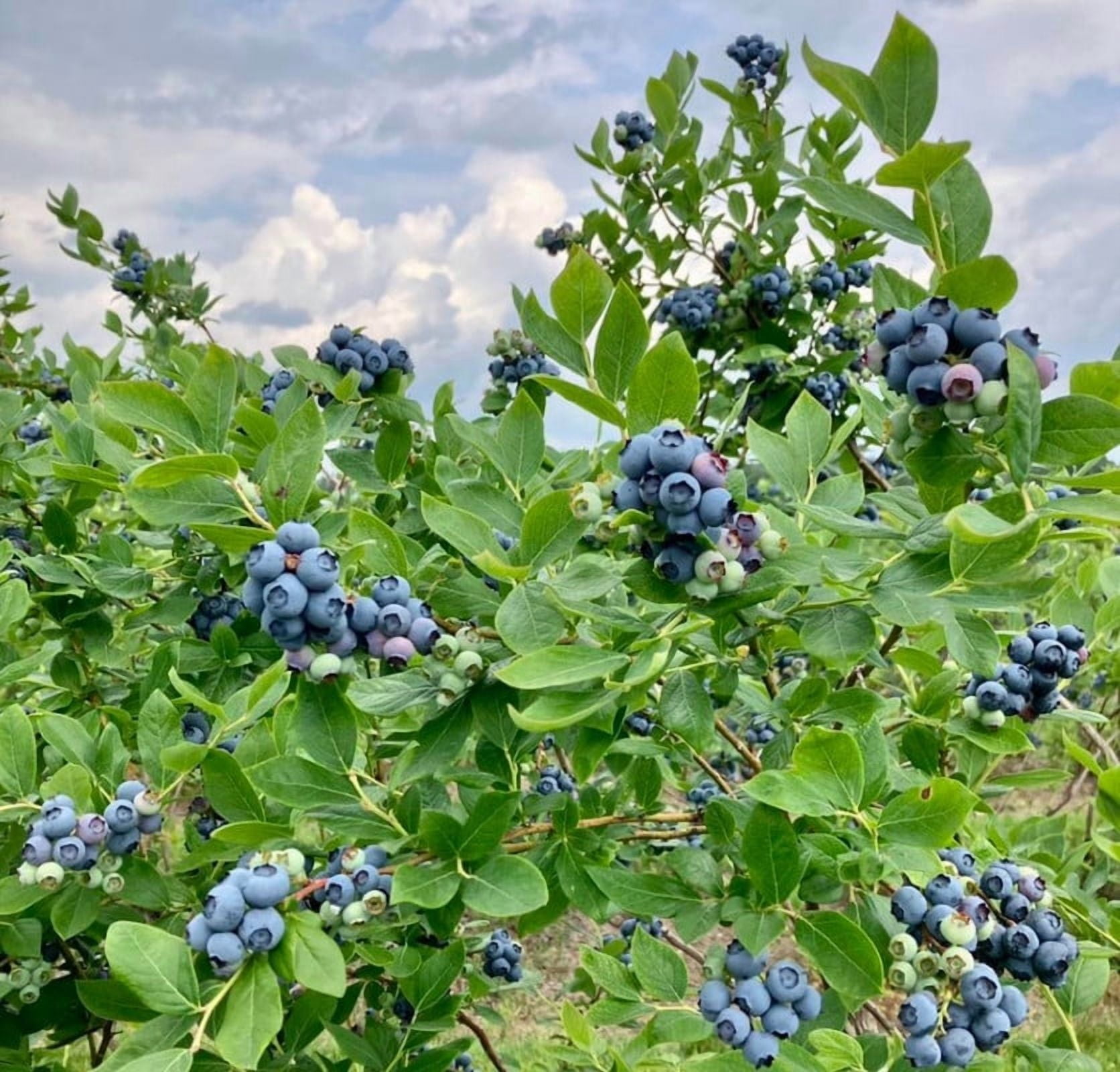 Rebel Blueberry Plant 4-7" Tall for Planting, Southern Highbush ...