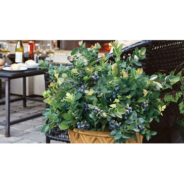 3 Reka Blueberry Plants in a 3.5"---Ready For Planting!!! - Walmart.com