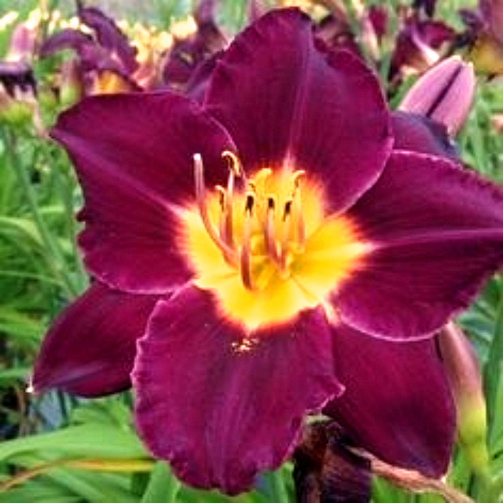 Reblooming Daylilies (Hemerocallis) – Long Season Color for Outdoor ...
