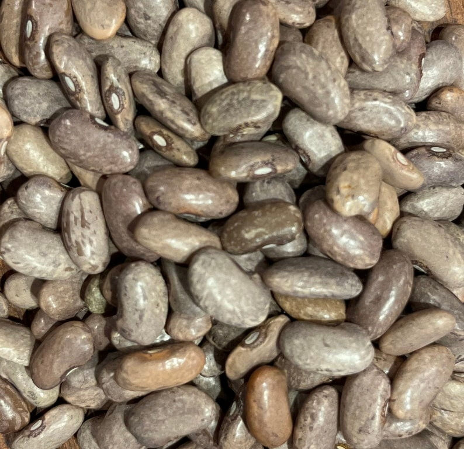 Rebosero Mexican Heirloom Seed Packet - Guaranteed Germination for Easy ...
