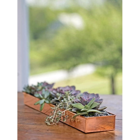 Copper Tray Plants