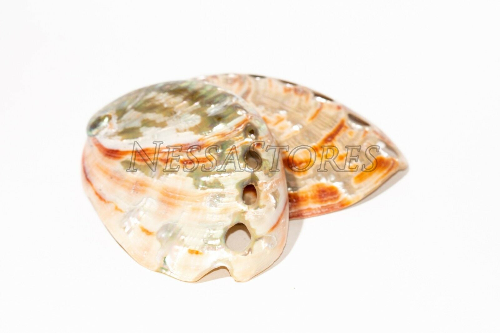 Red Abalone Sea Shell Both Side Polished Beach Craft 3" - 4" ( 2 Pcs) # ...
