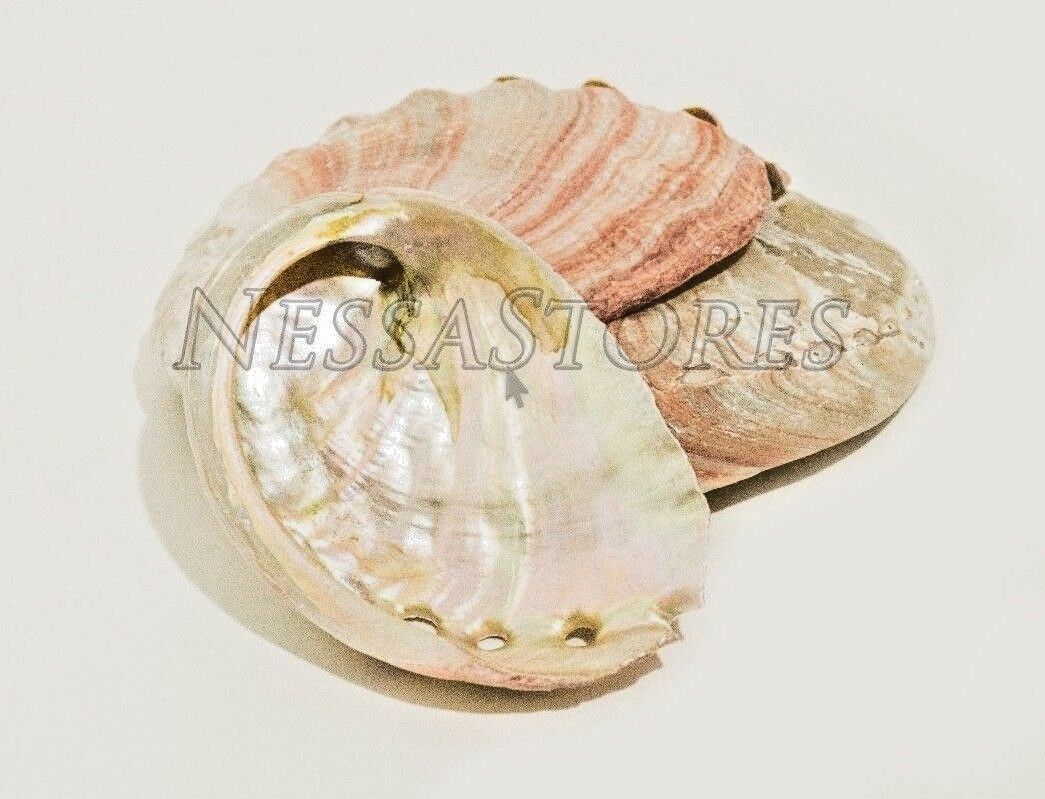 Red Abalone Sea Shell One Side Polished Beach Craft 2" - 3" (3 pcs) #JC ...