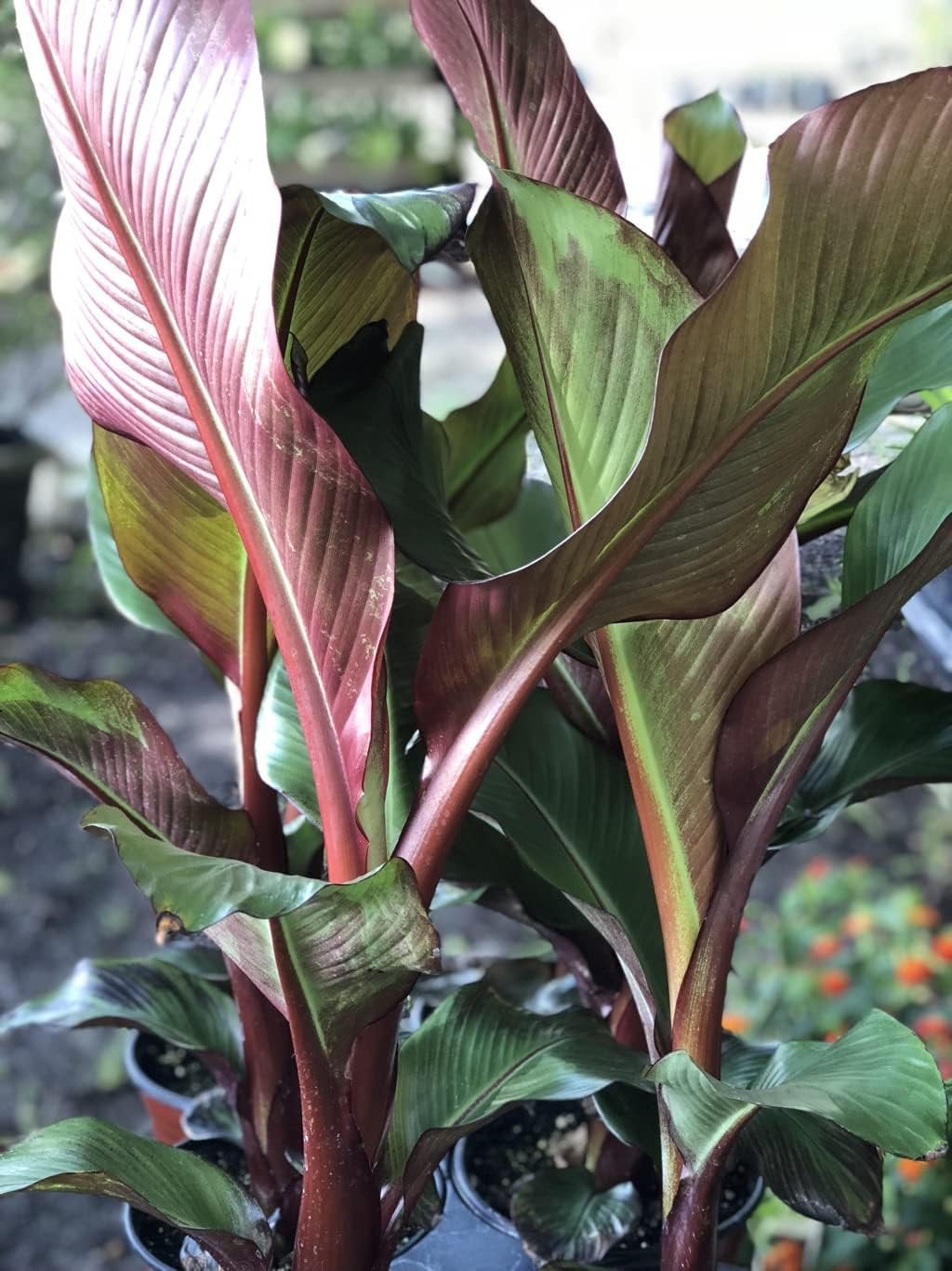 Red Abyssinian Banana Tree - Live Plant in a 6 Inch Grower's Pot ...