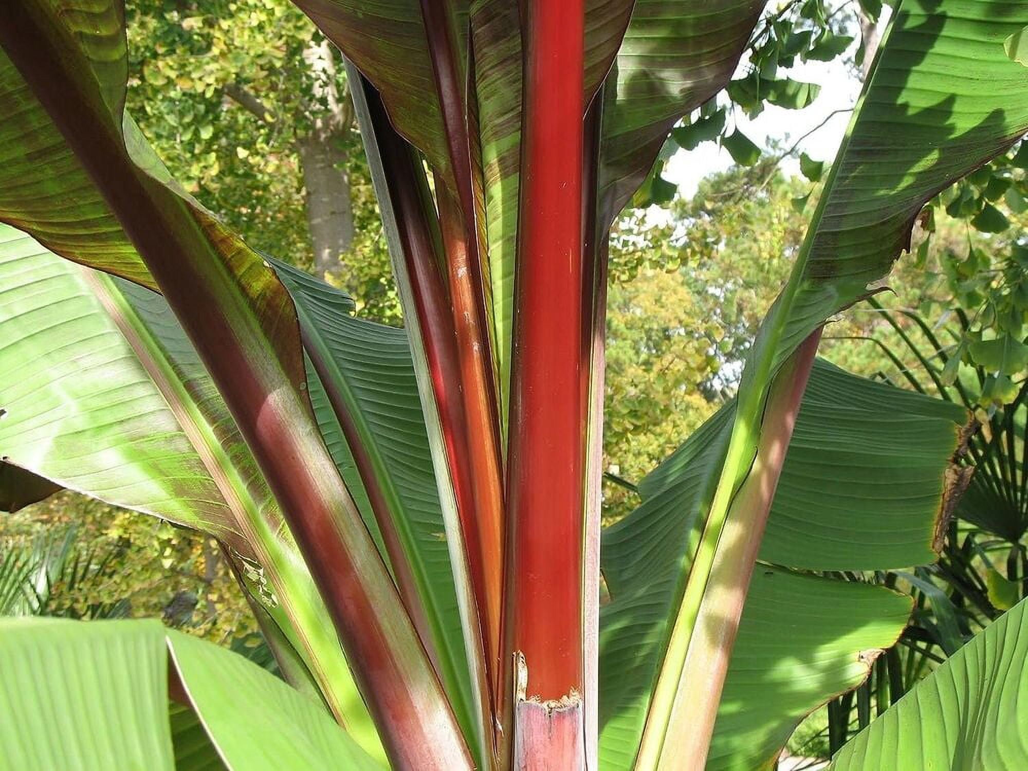 Red Abyssinian Banana Tree - Live Starter Plants - Ensete Maurelii ...
