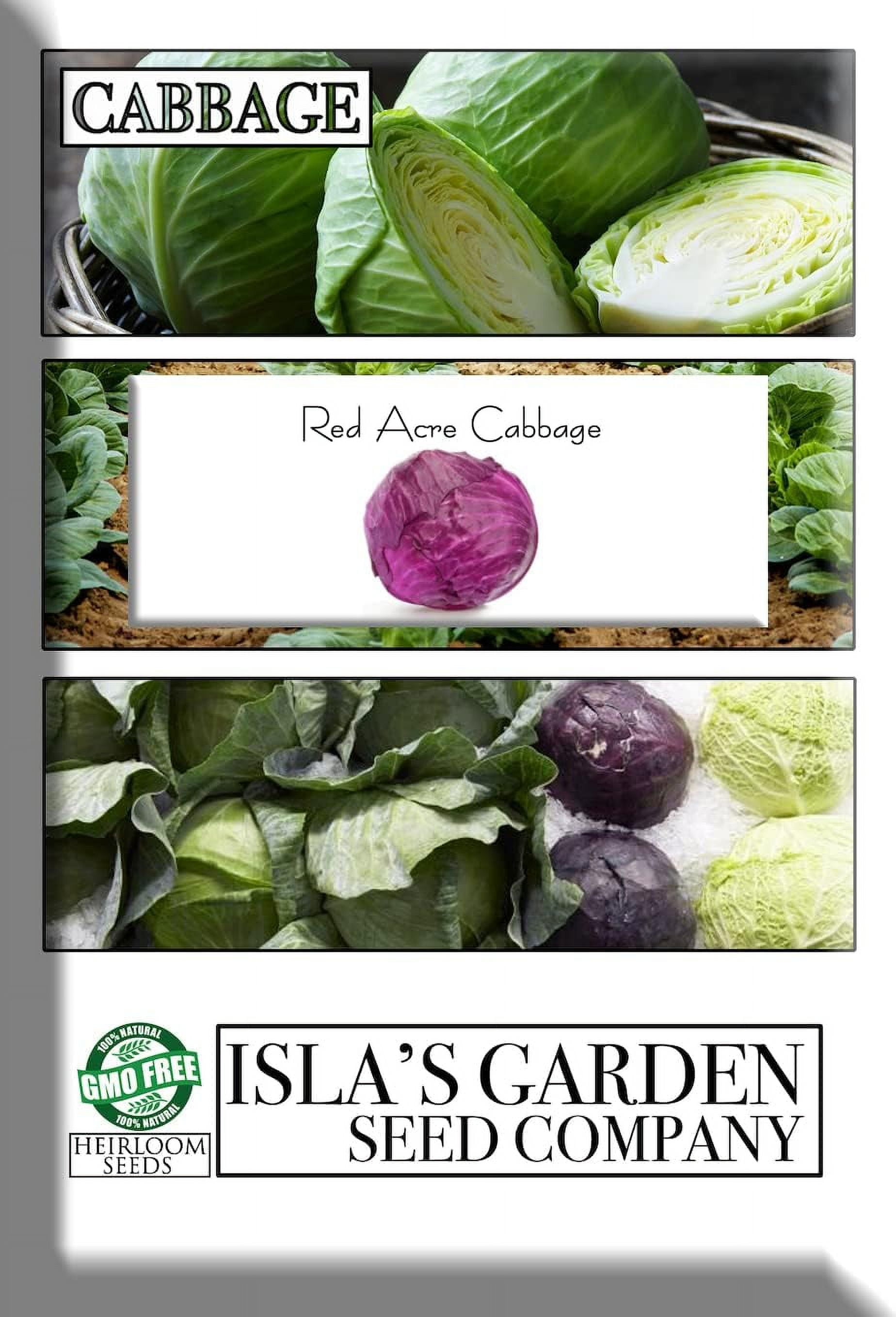 Red Acre Cabbage Seeds, 250+ Heirloom Seeds Per Packet Non GMO Seeds ...