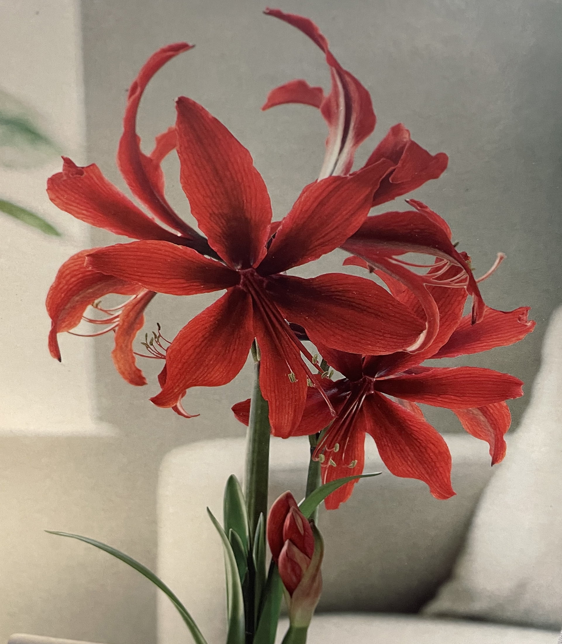 Red Amazone Amaryllis Bulb - Reflexed Petals - 26/28cm Bulb - Walmart.com