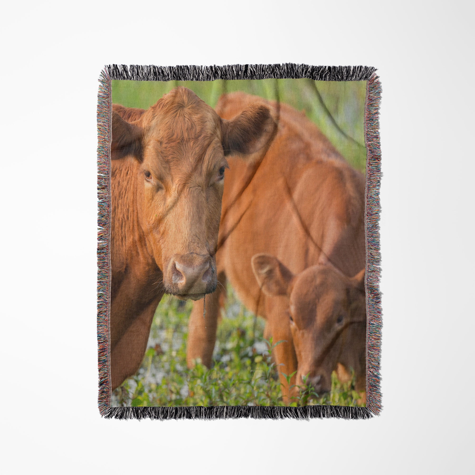Red Angus Cow And Calf Drinking Water From Pond, Florida, Woven Blanket ...