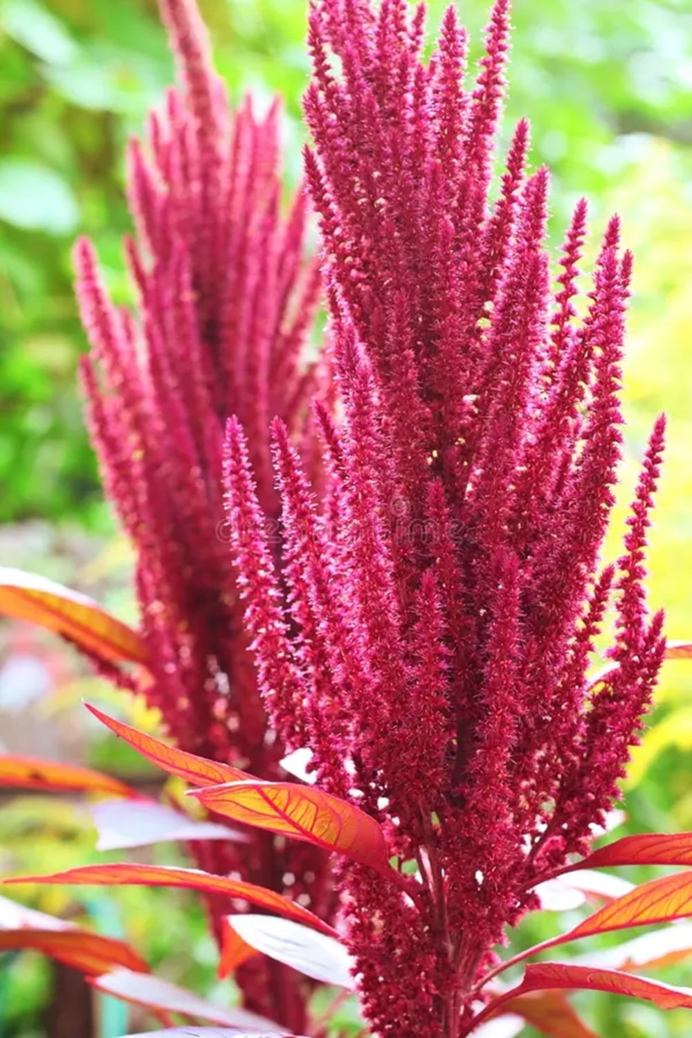 Red Army Amaranth Seeds 100ct - Vibrant Color & Nutritional Powerhouse ...