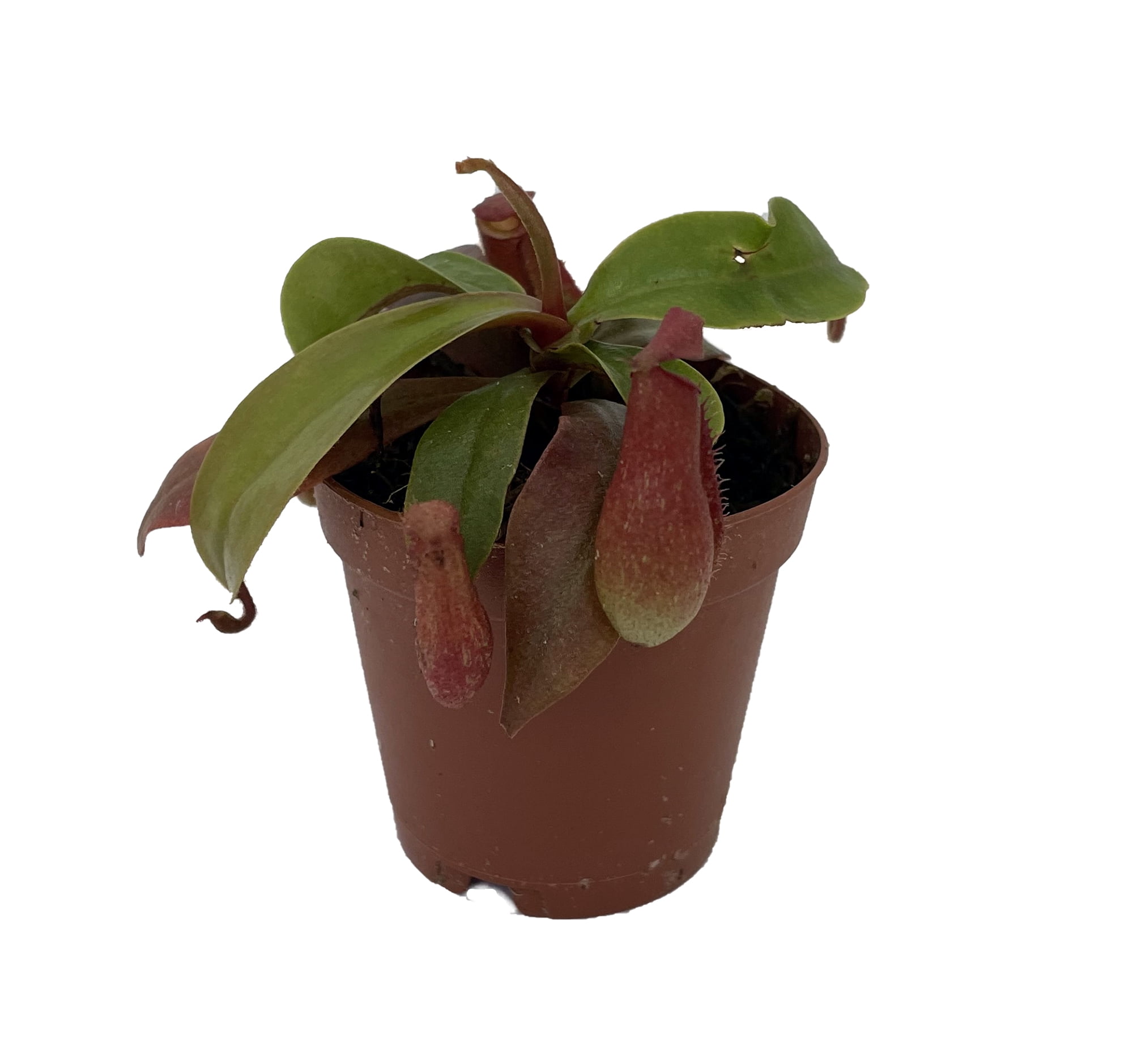 Red Asian Pitcher Plant - Nepenthes alata - Carnivorous - Exotic - 2 ...