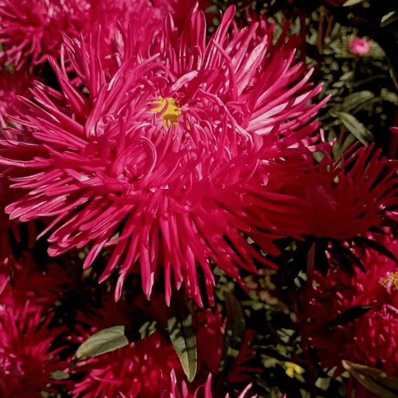 Red Aster Dumosus Carmine Live Plant, Aster Dumosus Carmine for Outdoor ...