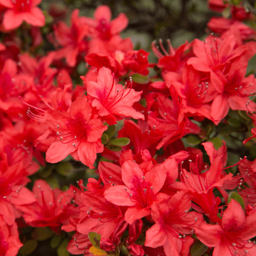Red Azalea Plant, 6 to 10 Inch Tall Rhododendron Flowering Shrub ...
