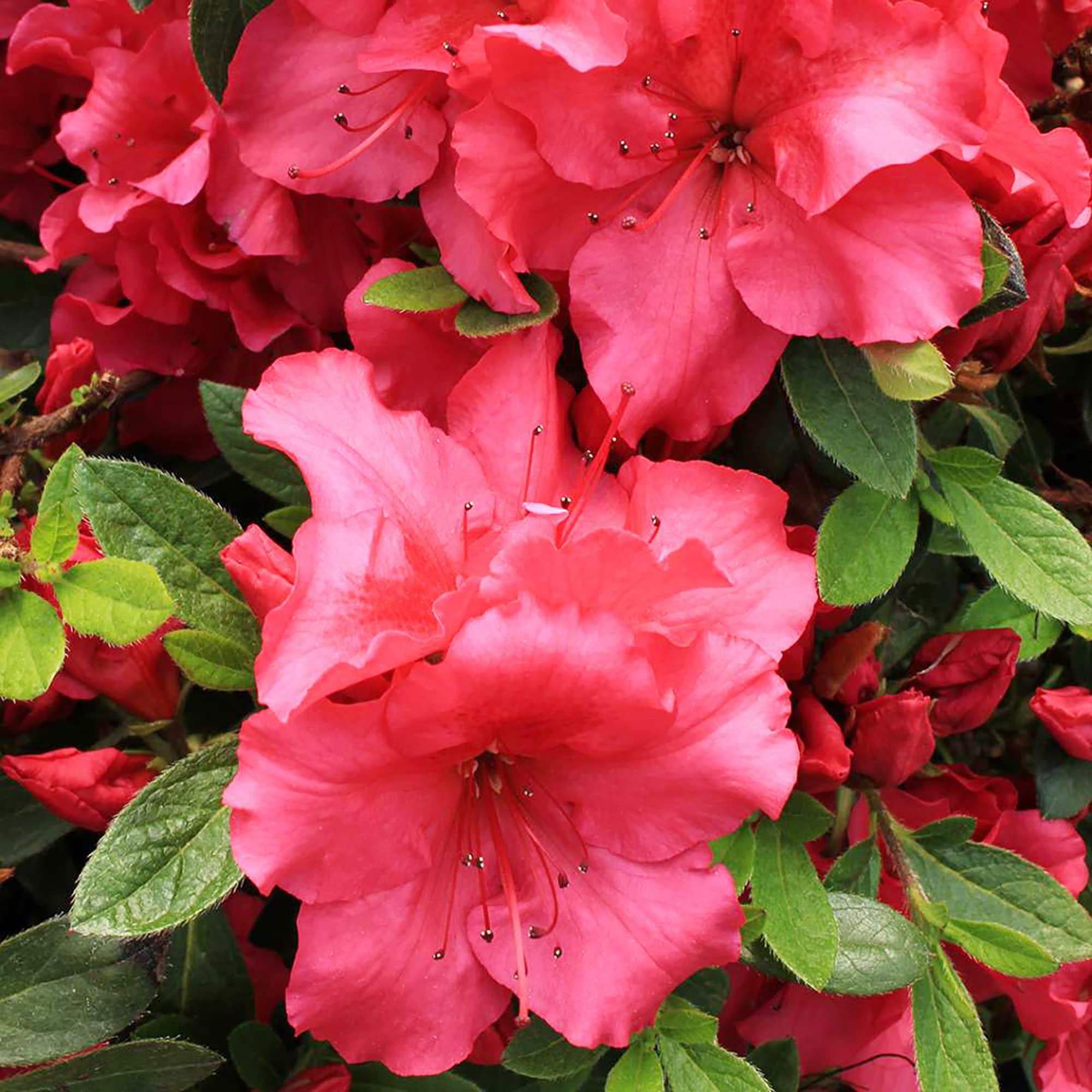Red Azalea Seeds Rhododendron Seeds Attract Butterflies H2FSDand Bees ...