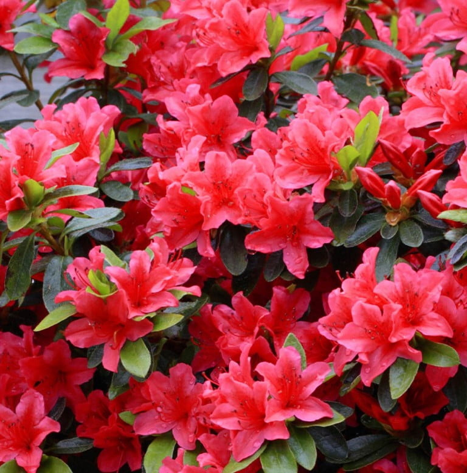 Red Azaleas Plant Live 7 to 10 Inch Tall in 3 Inch Pot Rhododendron ...