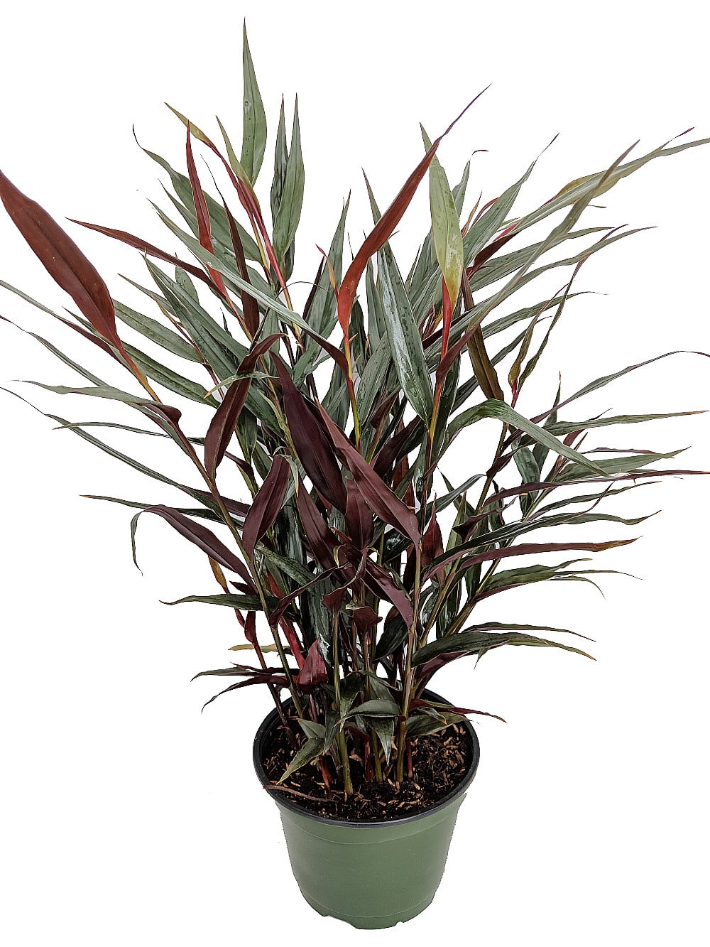 Red Bamboo Ginger Plant - Alpinia luteocarpa - Fragrant - Indoors/Out ...