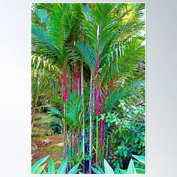 Red Bamboo V Poster Wall Art, Modern Wall Decor For Living Room Bedroom ...