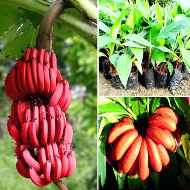 Red Banana Tree Live Plant, 4-8" Tall, Cold Hardy Tropical Banana Plant ...