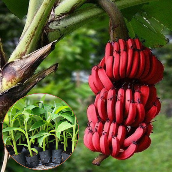 Red Banana Tree Live Plant, Cold Hardy Banana Plant Live, Tropical ...