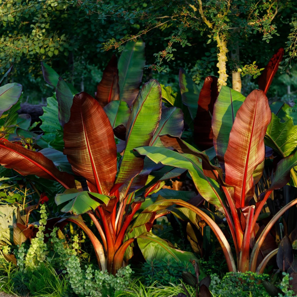 Red Banana Tree Live Plant, Cold Hardy Banana Plants for Outdoor ...