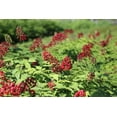 Red Baneberry Native Seeds for Planting (50 Seeds) - Actaea rubra ...
