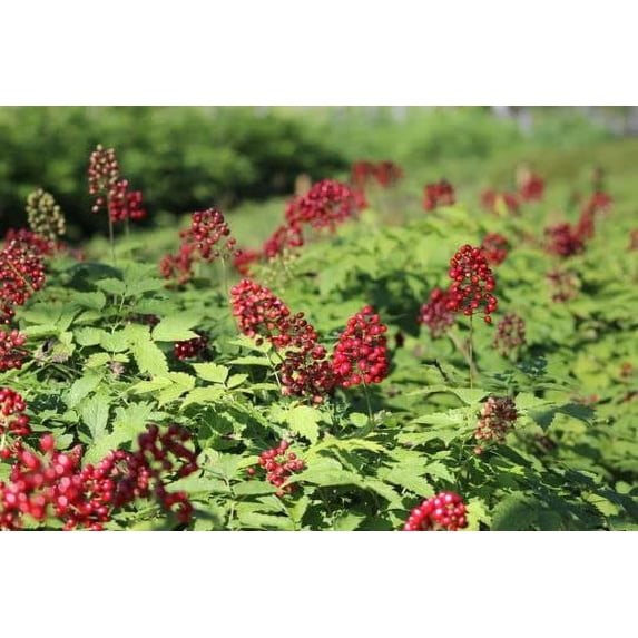 Red Baneberry Native Seeds for Planting (50 Seeds) - Actaea rubra ...