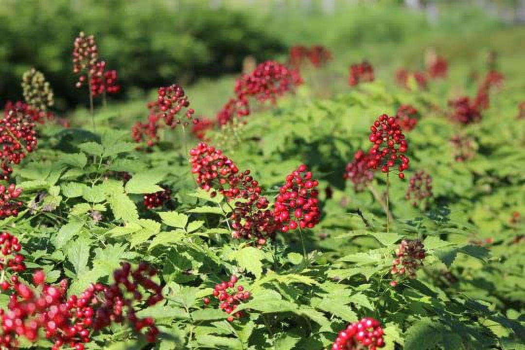 Red Baneberry Native Seeds for Planting (50 Seeds) - Actaea rubra ...