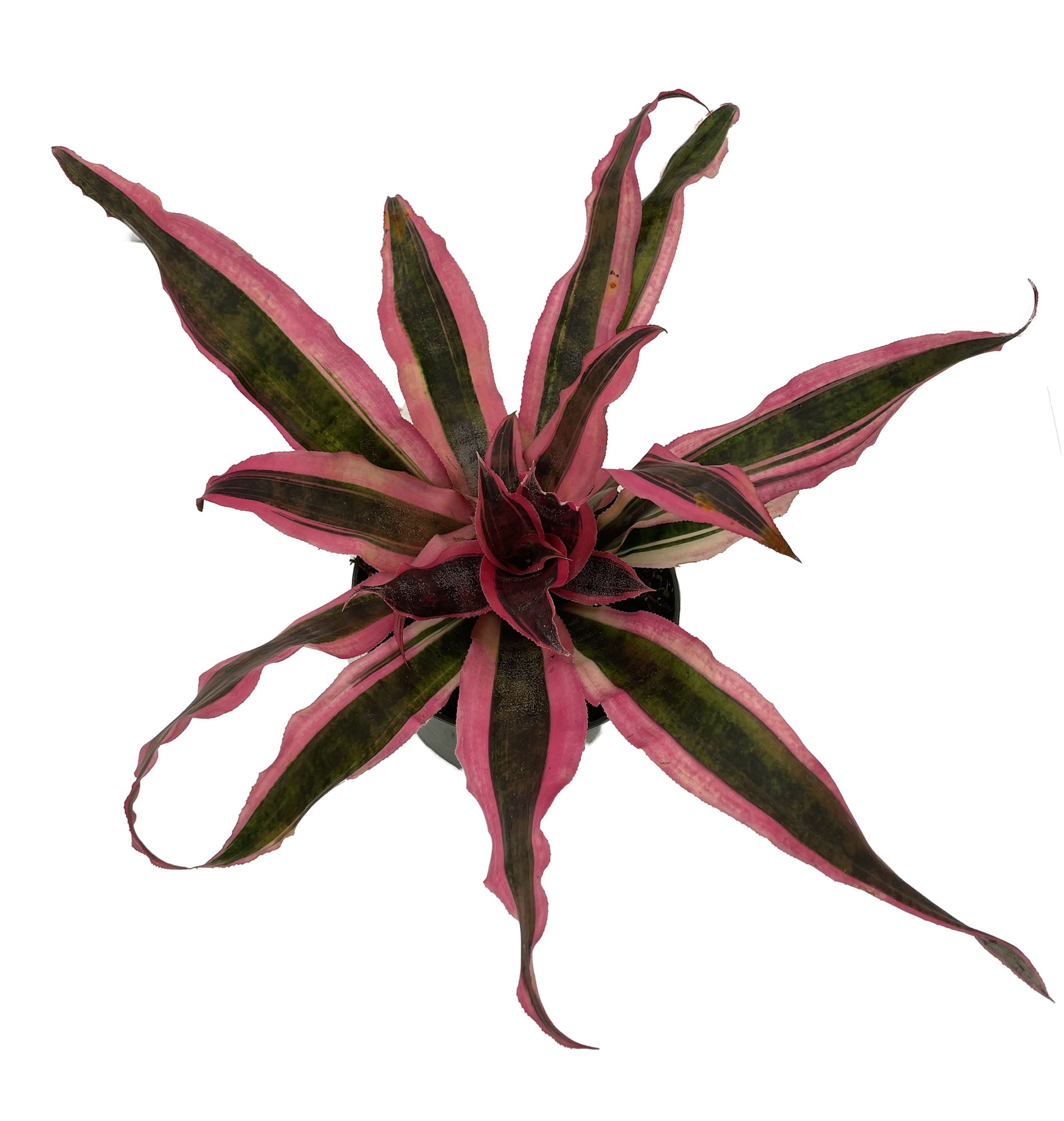 Red Baron Earth Star Plant - Cryptanthus -5" Pot - Walmart.com