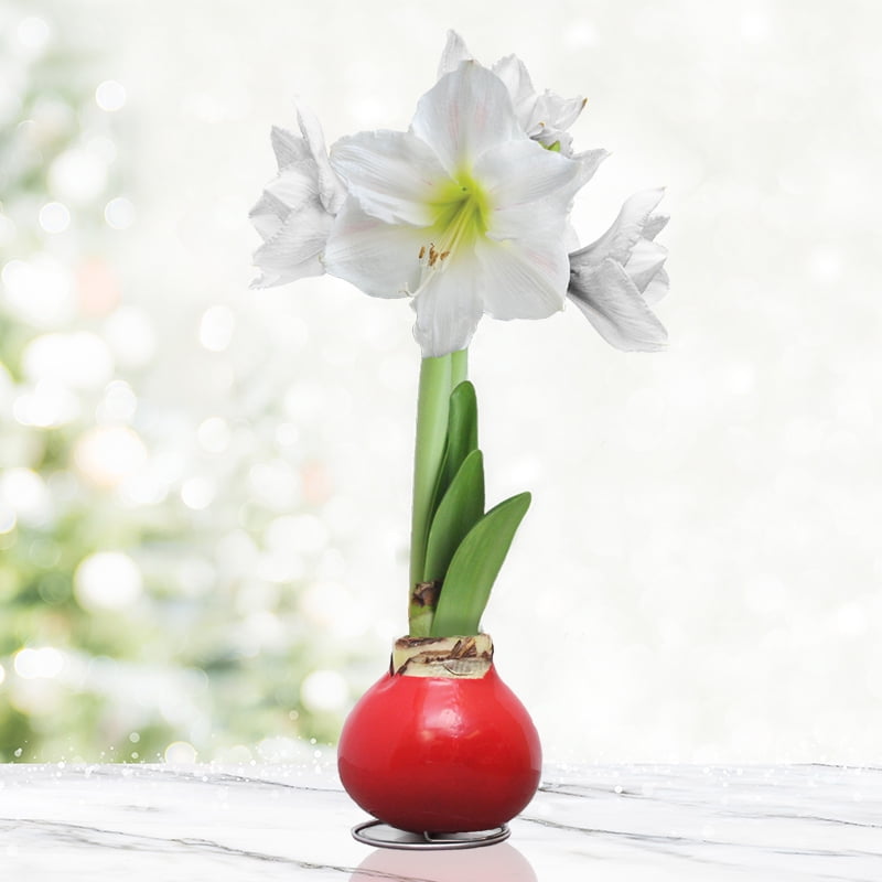 Red Base Waxed Amaryllis White Intokazi Flower Bulb with Stand, No ...
