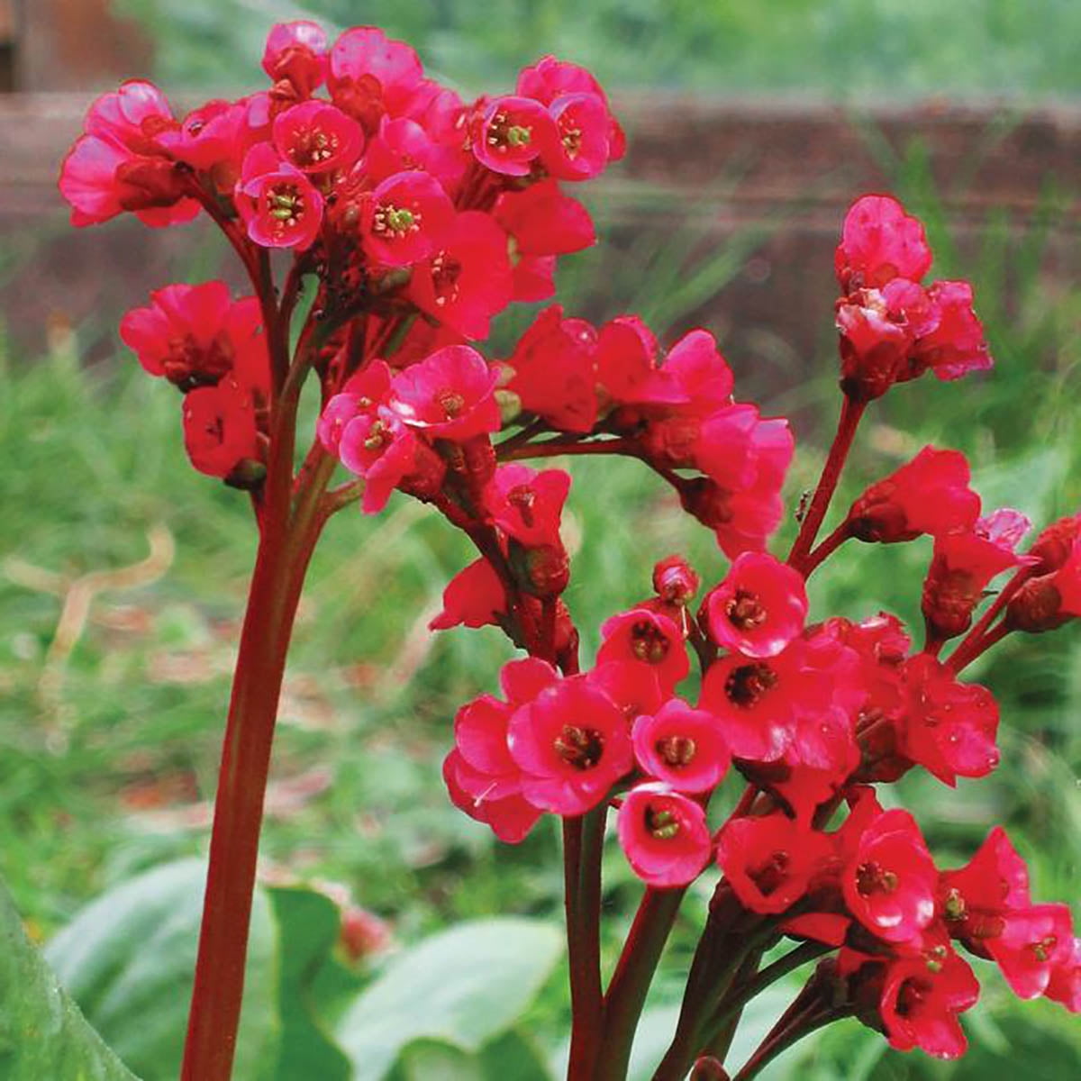 Red Beauty Hardy Bergenia cordifolia - 4" Pot- Very Hardy/Shade ...