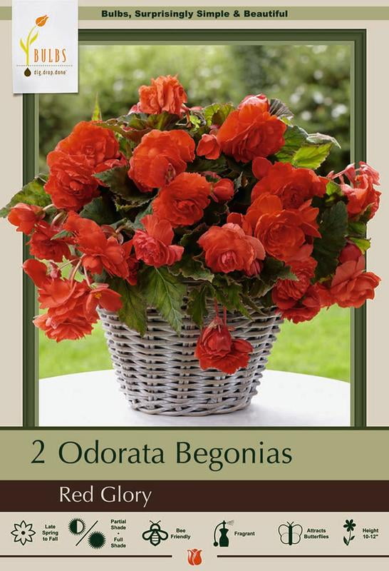 Red Begonia Odorosa 2 Bulbs -The First Truly Fragrant Begonia - 6/+cm ...